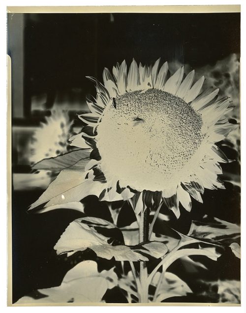 Using Ilford Direct Positive Paper in a 4×5 Camera – Beau Photo ...