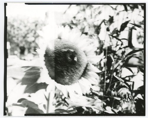 Using Ilford Direct Positive Paper in a 4×5 Camera – Beau Photo ...