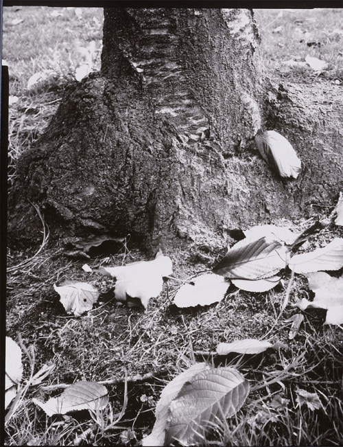 Paper Negatives – Beau Photo Supplies Inc.