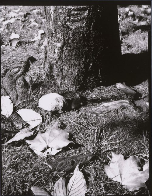 Paper Negatives – Beau Photo Supplies Inc.