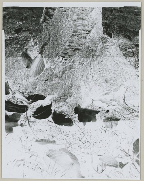 Paper Negatives – Beau Photo Supplies Inc.